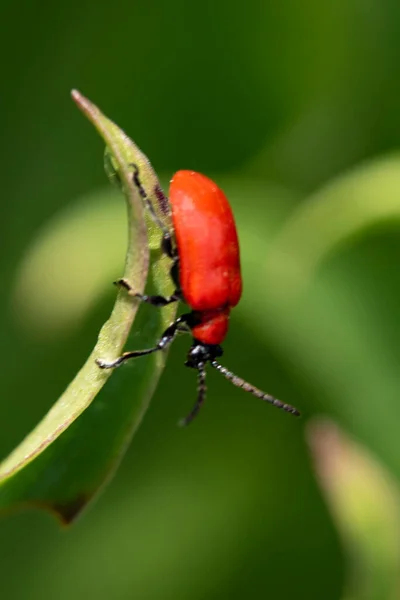 Little red insect images libres de droit, photos de Little red insect ...