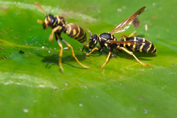 Lebah hitam Stock Photos, Royalty Free Lebah hitam Images | Depositphotos