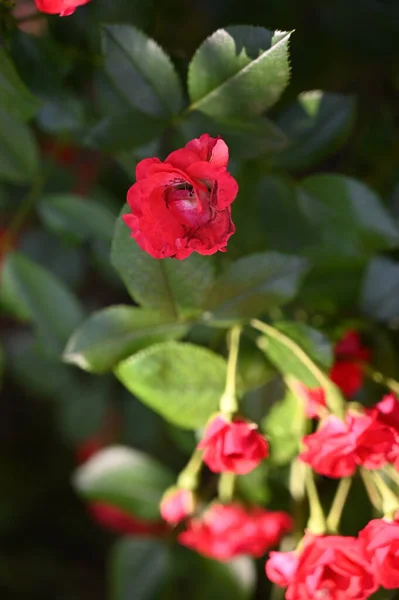 Garden red flower images libres de droit, photos de Garden red flower ...