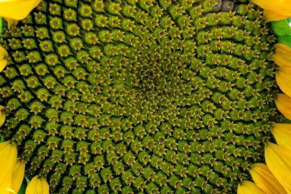 Sunflower collage Stock Photos, Royalty Free Sunflower collage Images ...