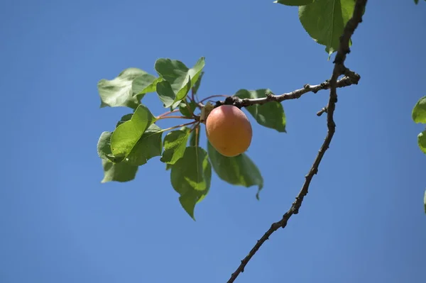 Mochi tree Stock Photos, Royalty Free Mochi tree Images | Depositphotos