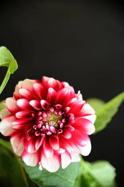 Beautiful photos of flowers Stock Photos, Royalty Free Beautiful photos ...