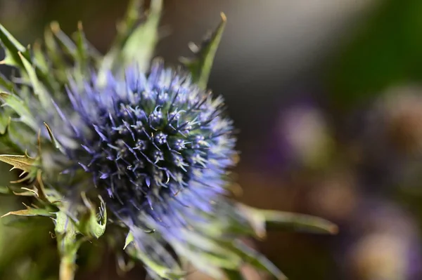 Eryngium species Stock Photos, Royalty Free Eryngium species Images ...