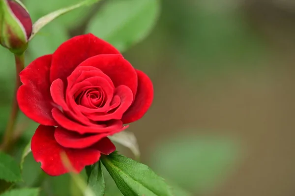 Beautiful red rose flower Stock Photos, Royalty Free Beautiful red rose ...
