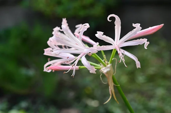 Nerine flowers Stock Photos, Royalty Free Nerine flowers Images ...