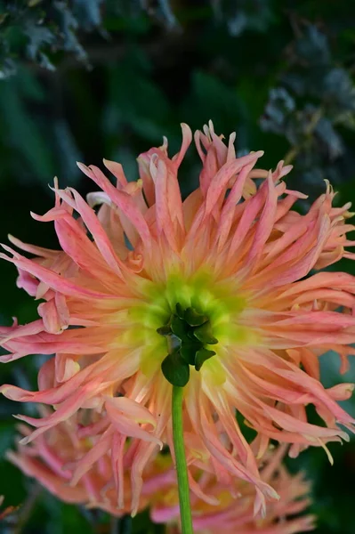 Beautiful fringe flower Stock Photos, Royalty Free Beautiful fringe ...