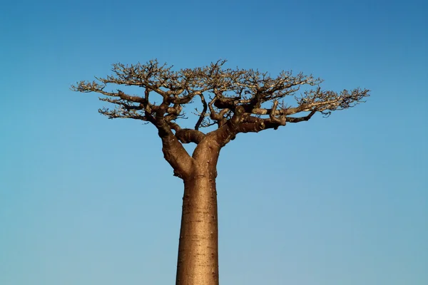 Young baobab tree Stock Photos, Royalty Free Young baobab tree Images ...