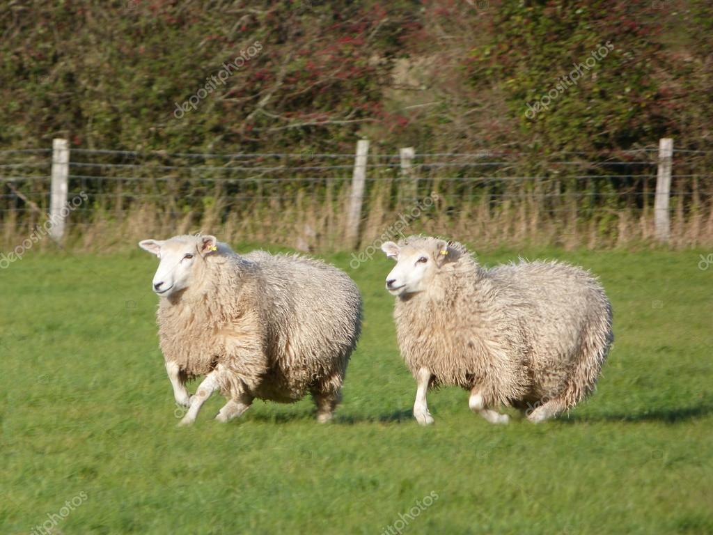 Two Sheep Running — Stock Photo © grahamspics #13855685