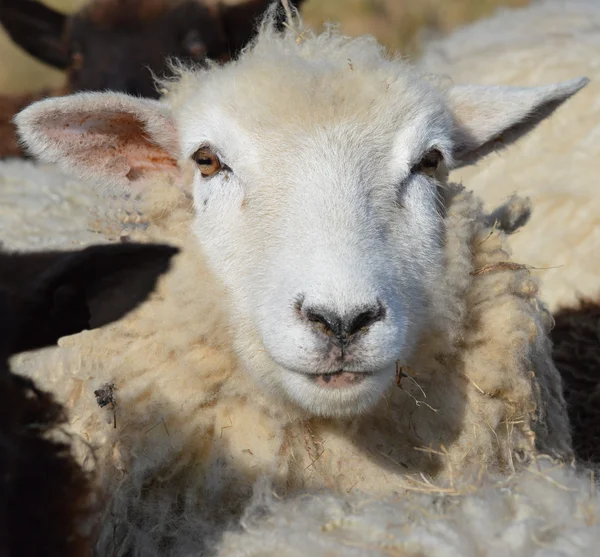 Face of Young Black Sheep — Stock Photo © grahamspics #13855691