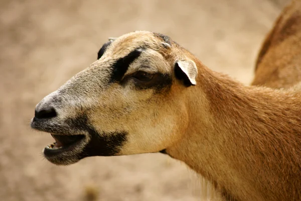 Bleating sheep Stock Photos, Royalty Free Bleating sheep Images ...