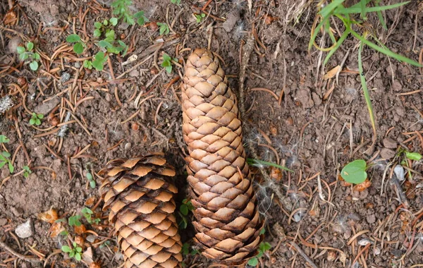 Pinha gigante Stock Photos, Royalty Free Pinha gigante Images | Depositphotos