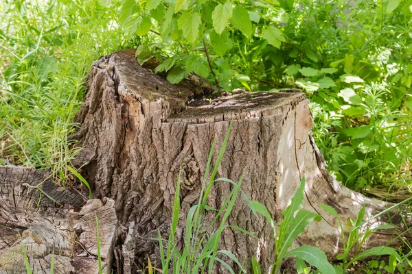 Old cracked partly rotten stumps of the poplar trees among the grass ...