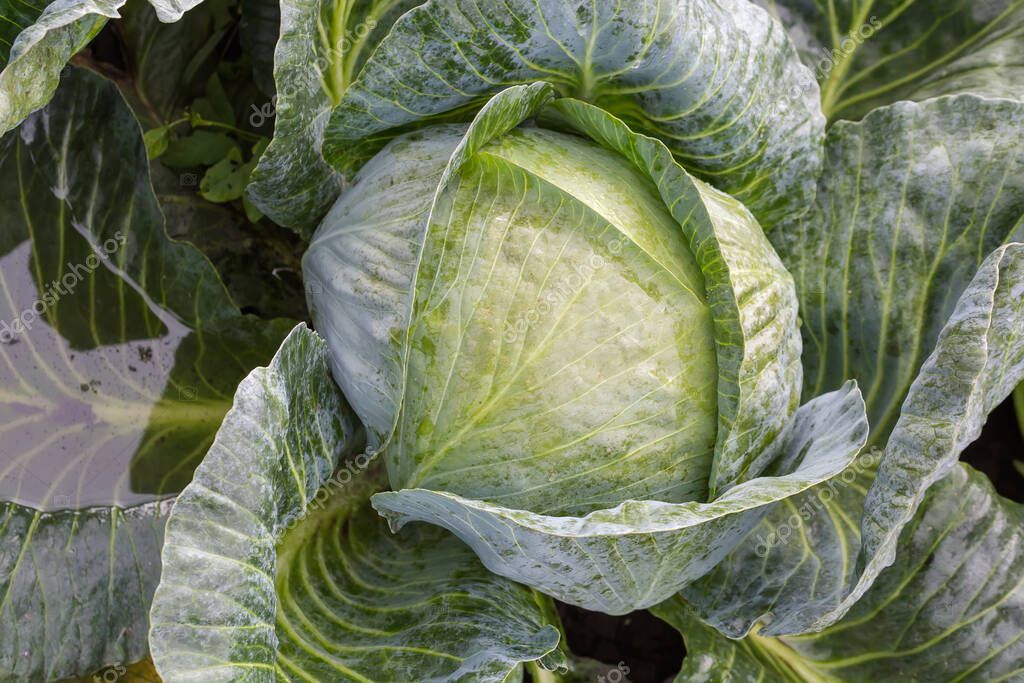 Cabeza húmeda de la col blanca de variedad tardía que crece en el campo ...