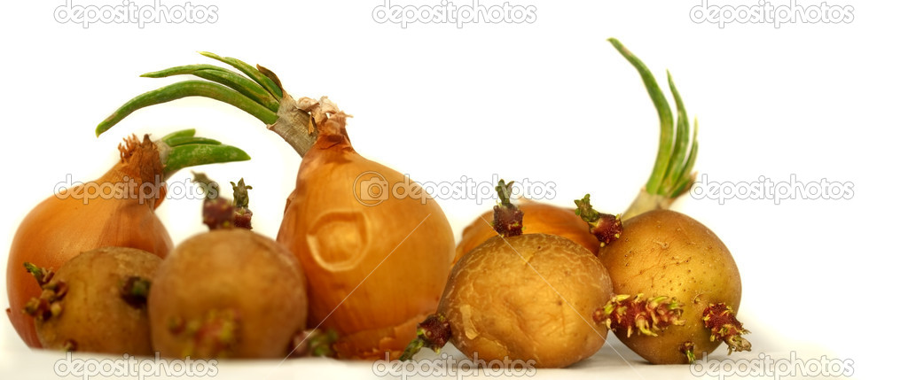 Old Sprouting vegetables potatoes and onions Stock Photo by ©byjenjen ...