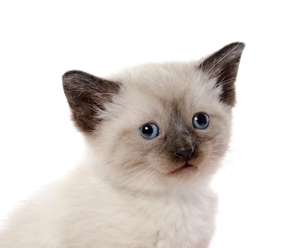 Cute Baby Siamese Cats