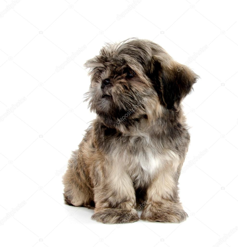 Shih Tzu Pure White