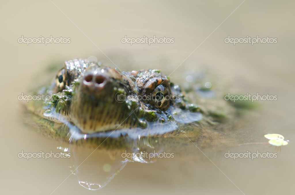 Common snapping turtle — Stock Photo © EEI_Tony #12534160