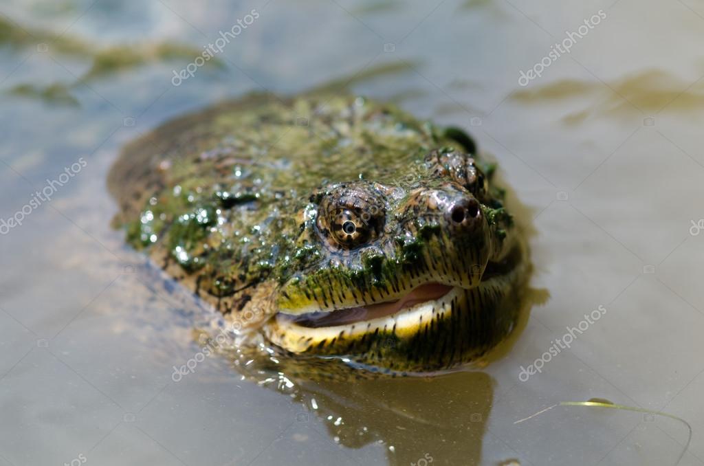 Common snapping turtle Stock Photo by ©EEI_Tony 12534163