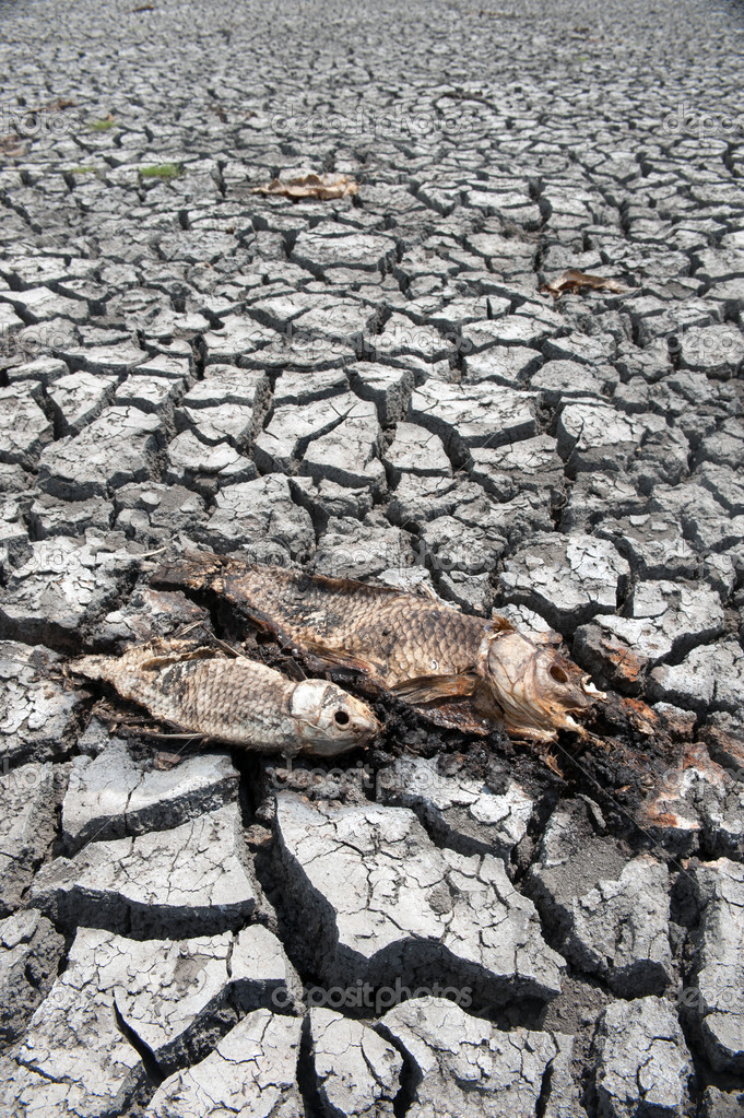 Dead fish on dry wetland Stock Photo by ©EEI_Tony 12535071