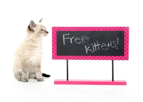 Cute kitten with sign Stock Photo by ©EEI_Tony 12753783