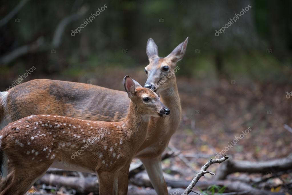 Ciervo de cola blanca cervatillo y ciervo: fotografía de stock © EEI ...