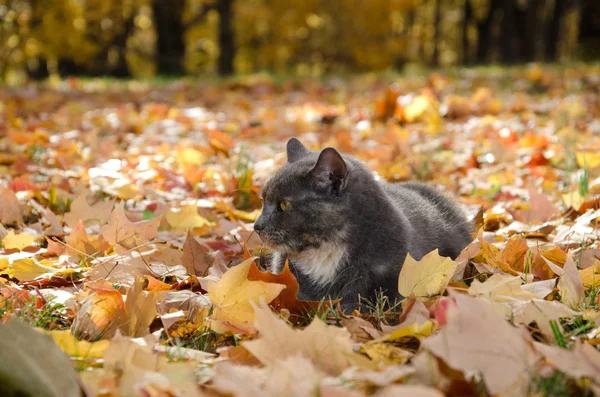 Cat fall Stock Photos, Royalty Free Cat fall Images | Depositphotos