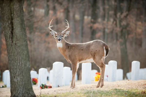 White-tailed deer buck in cemetery - Stock Image - Everypixel