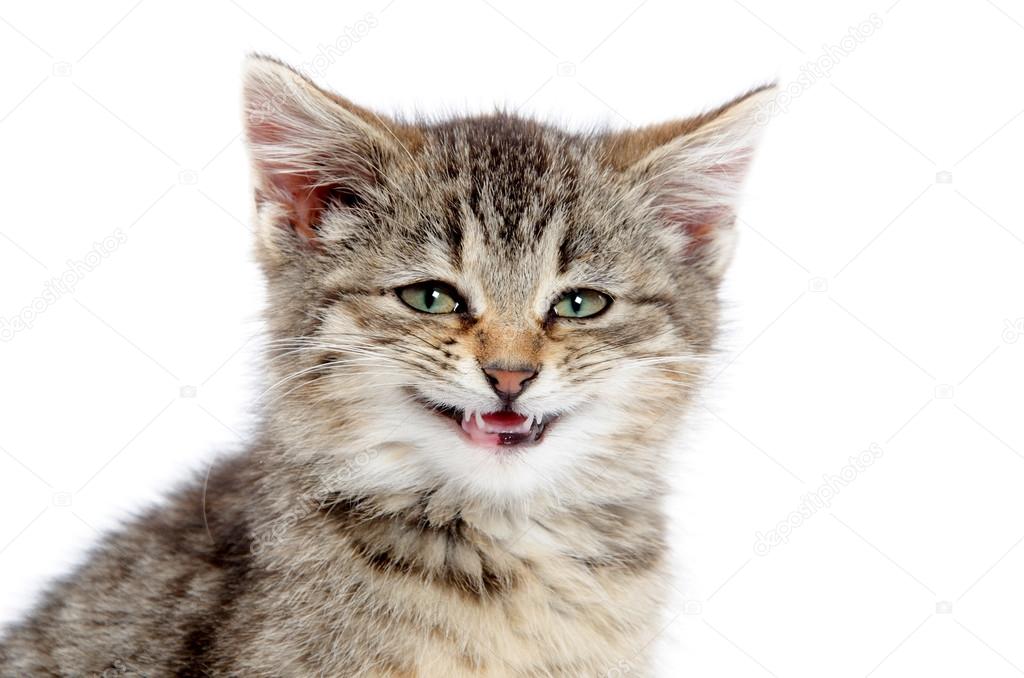 Tabby kitten smiling — Stock Photo © EEI_Tony #20005797