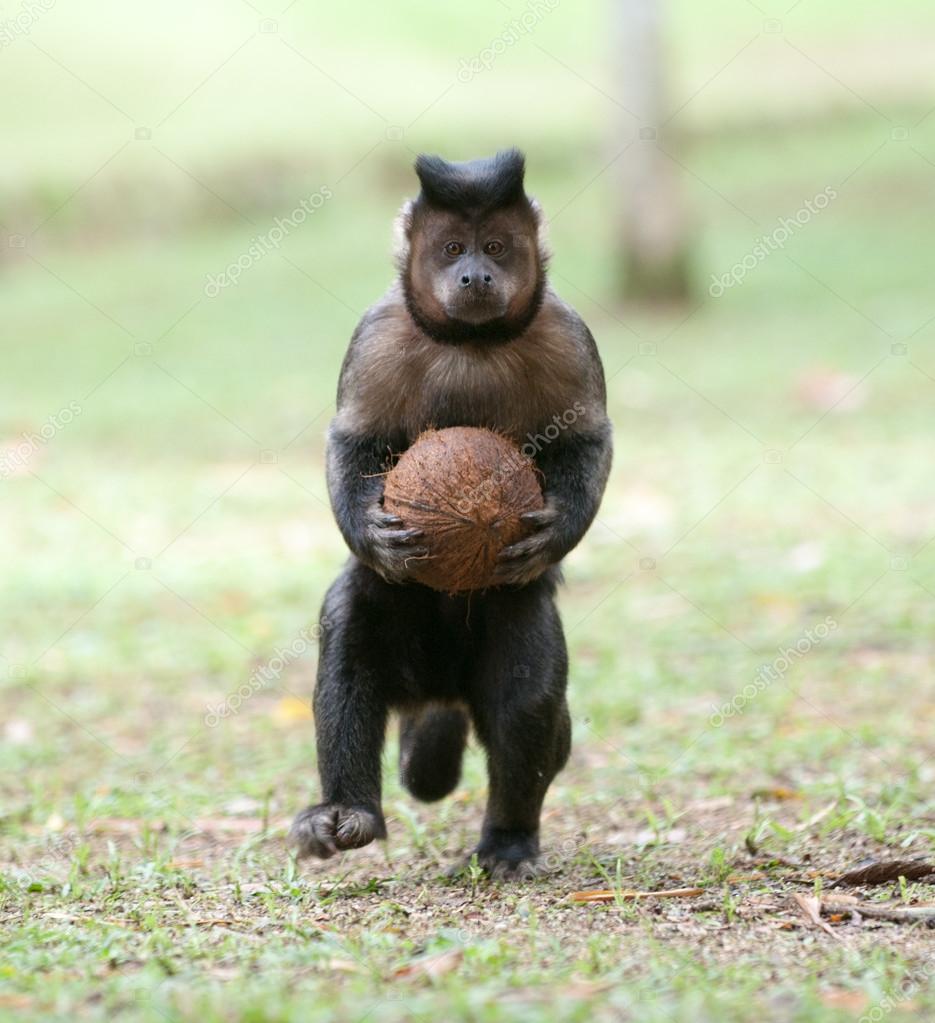 Tufted Capuchin with a coconut — Stock Photo © EEI_Tony #27313681