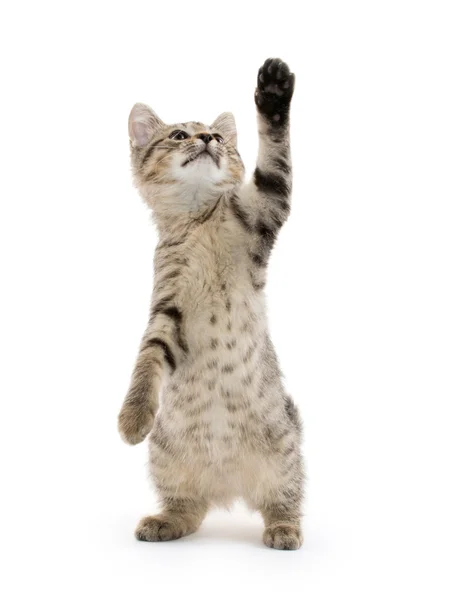 Gato parado fotos de stock, imágenes de Gato parado sin royalties ...