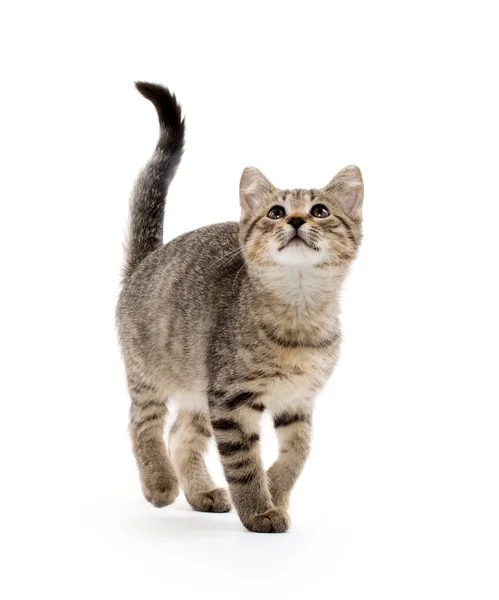 Cats white background Stock Photos, Royalty Free Cats white background ...