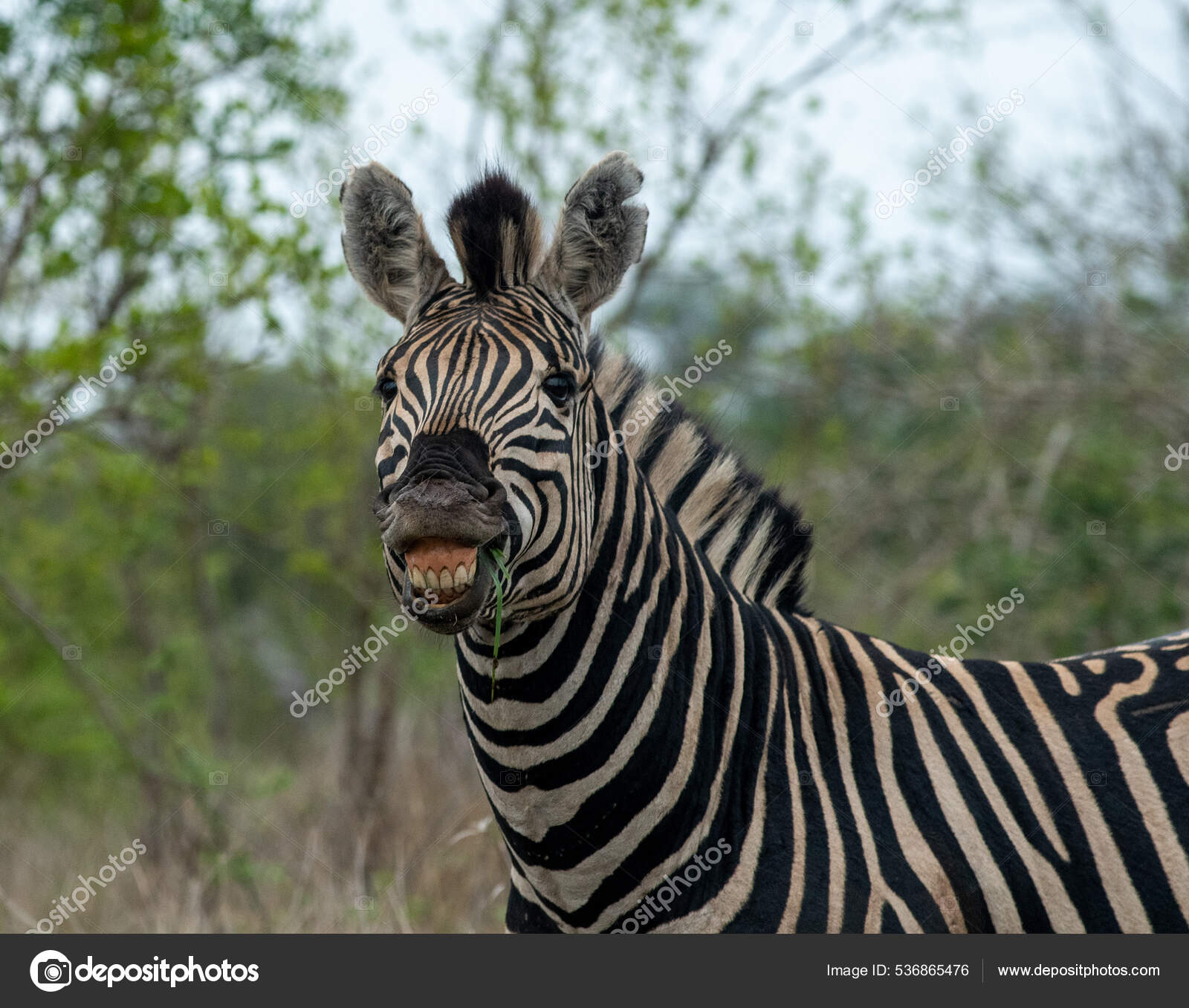 Plains Zebra Appears Smiling While Demonstrating Mating Behavior Kruger ...