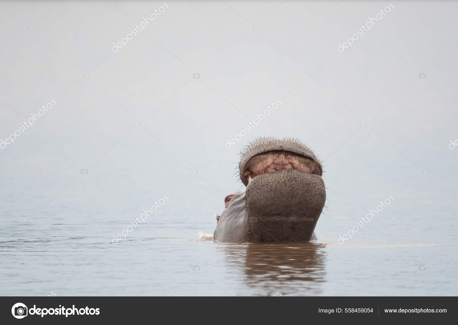 Hippopotamus Water Sunset Dam Kruger National Park South Africa Stock ...