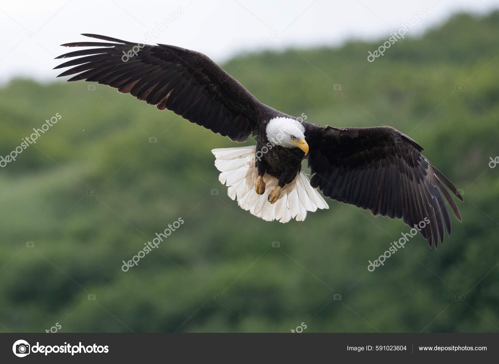 Bald Eagle Flight Mcneil River State Game Sanctuary Refuge Alaska ...
