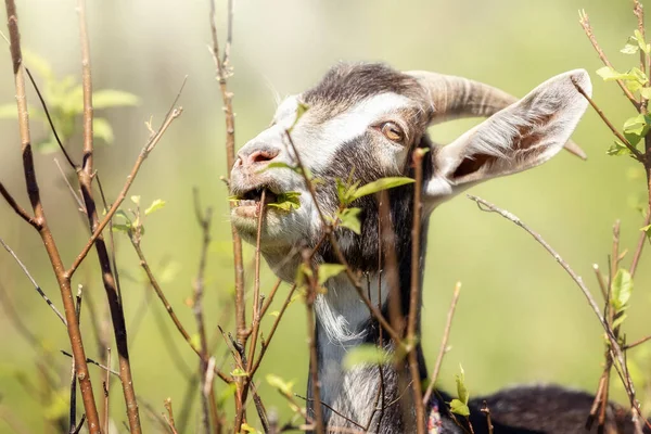 Goat eating plant Stock Photos, Royalty Free Goat eating plant Images ...