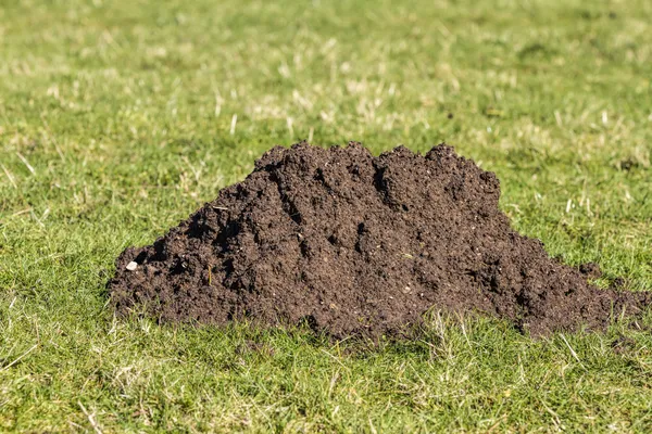 Pile of poop Stock Photos, Royalty Free Pile of poop Images | Depositphotos