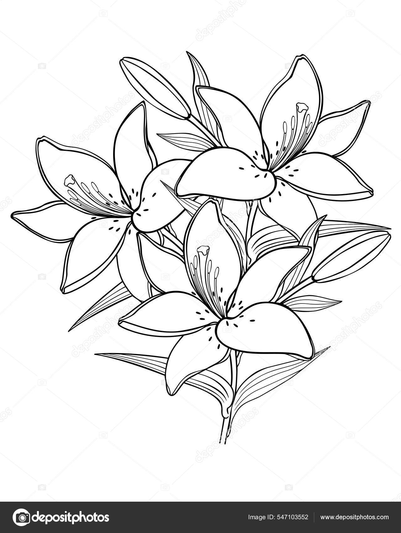 Zambak Buketi Boyama Için Vektör Doğrusal Resim Özet Geç Zambak ...