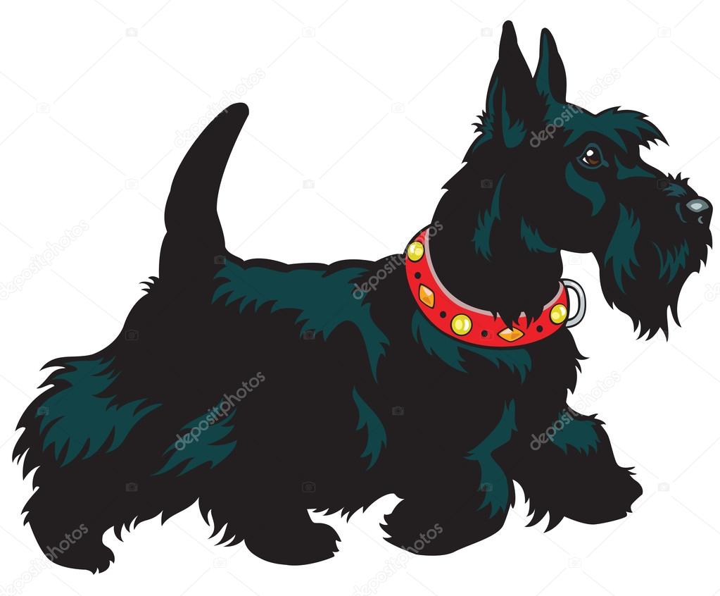 Scottish terrier — Stock Vector © insima #15645123