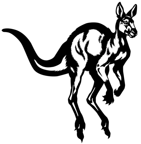 Makropus rufus Vector Art Stock Images | Depositphotos