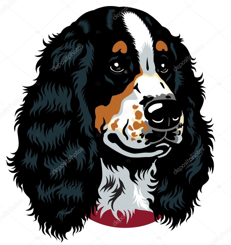 Spaniel head Stock Vector Image by ©insima #41638315