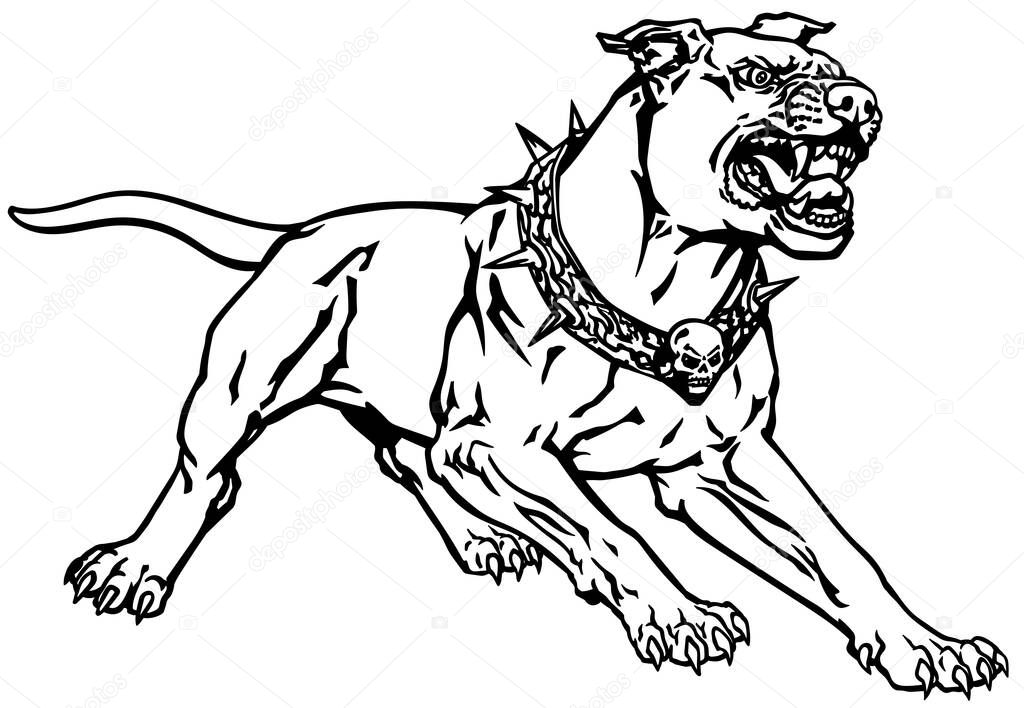 attacking dog wearing a spiked collar with a skull standing in an ...