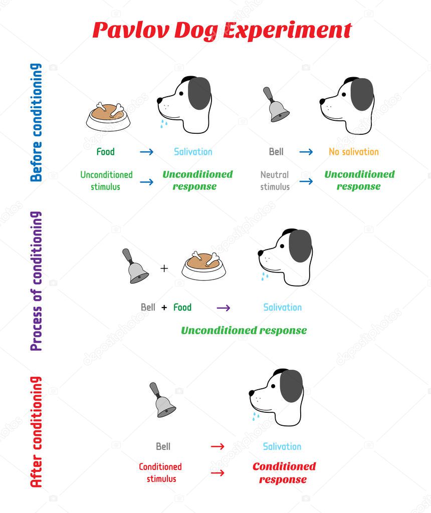 La mecánica del experimento del perro de Pavlov con la respuesta condicionada por campanas en ...