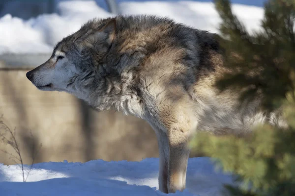 Velho lobo Fotos de Stock, Velho lobo Imagens sem royalties | Depositphotos