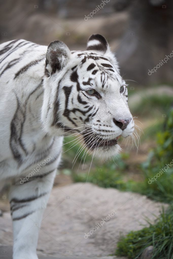 Half Albino Tiger