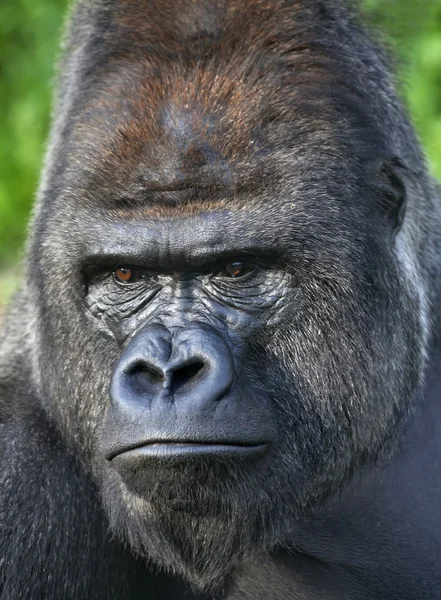 Roaring Silverback Gorilla