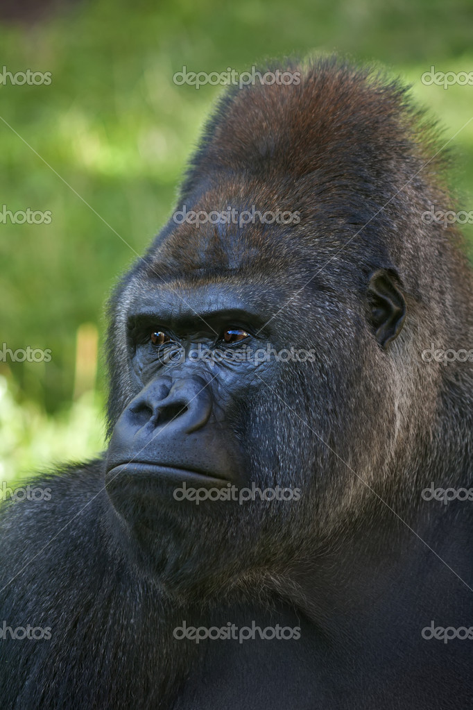 A gorilla male, silverback, leader of monkey family, on sunlit green ...
