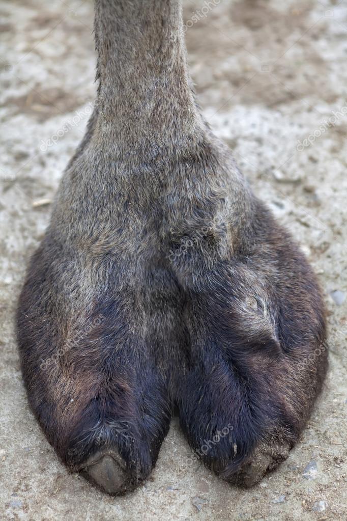 Closeup shot of a Bactrian camel foot. — Stock Photo © olga_gl #37527139