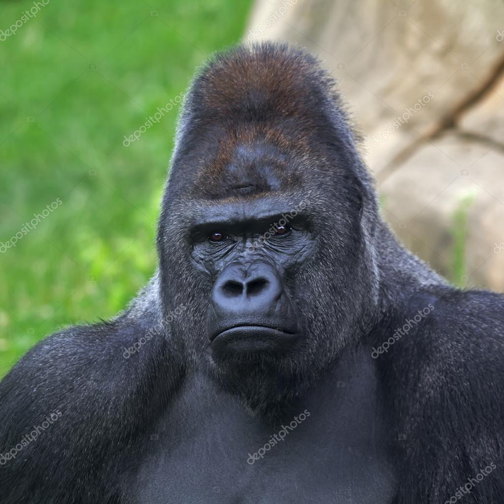 Biggest Silverback Gorilla