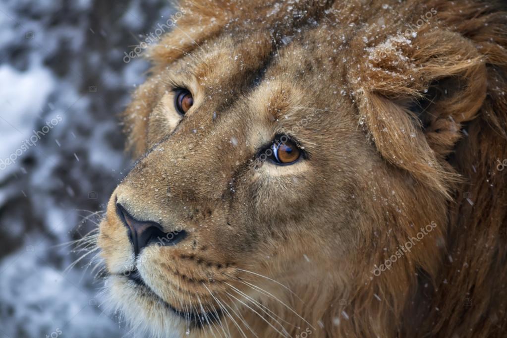 The head of a lion with snowflakes on his forehead. Stock Photo by ...