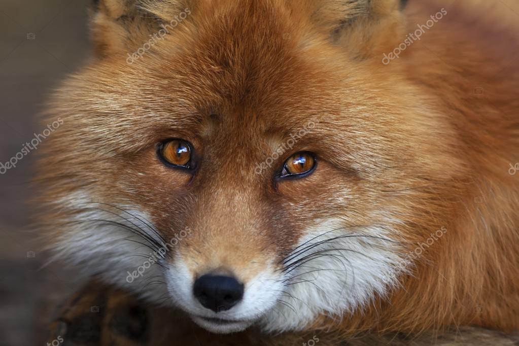 Red Fox Face Close Up